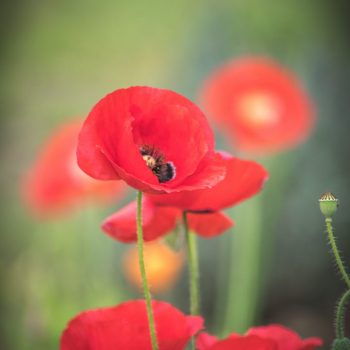 Spring 2018 Photo Contest — ImageFramer for Mac