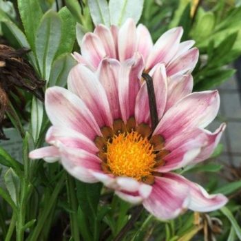 Spring 2018 Photo Contest — ImageFramer for Mac