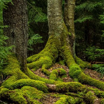 Spring 2018 Photo Contest — ImageFramer for Mac